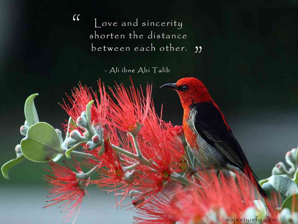 Beautiful Islamic Quotes About Life - With Beautiful Images